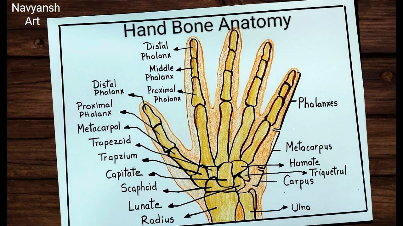 Hand Skeleton Anatomy Phalanges Of The Hand Anatomy And Function