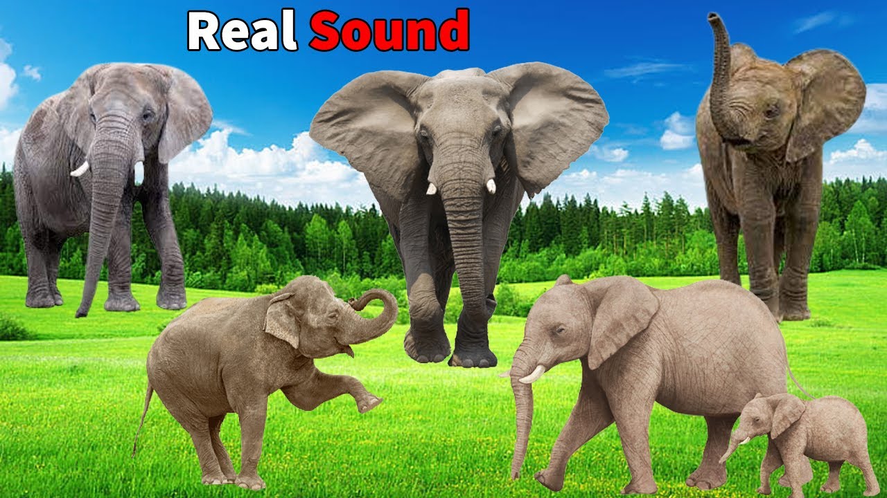 Elephant Sound Effects Wild Animals Youtube