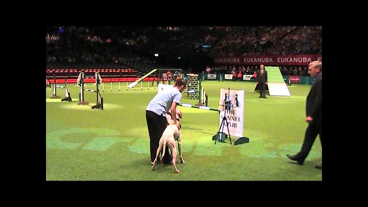 Gavin English Pointer Crufts 2014 Youtube