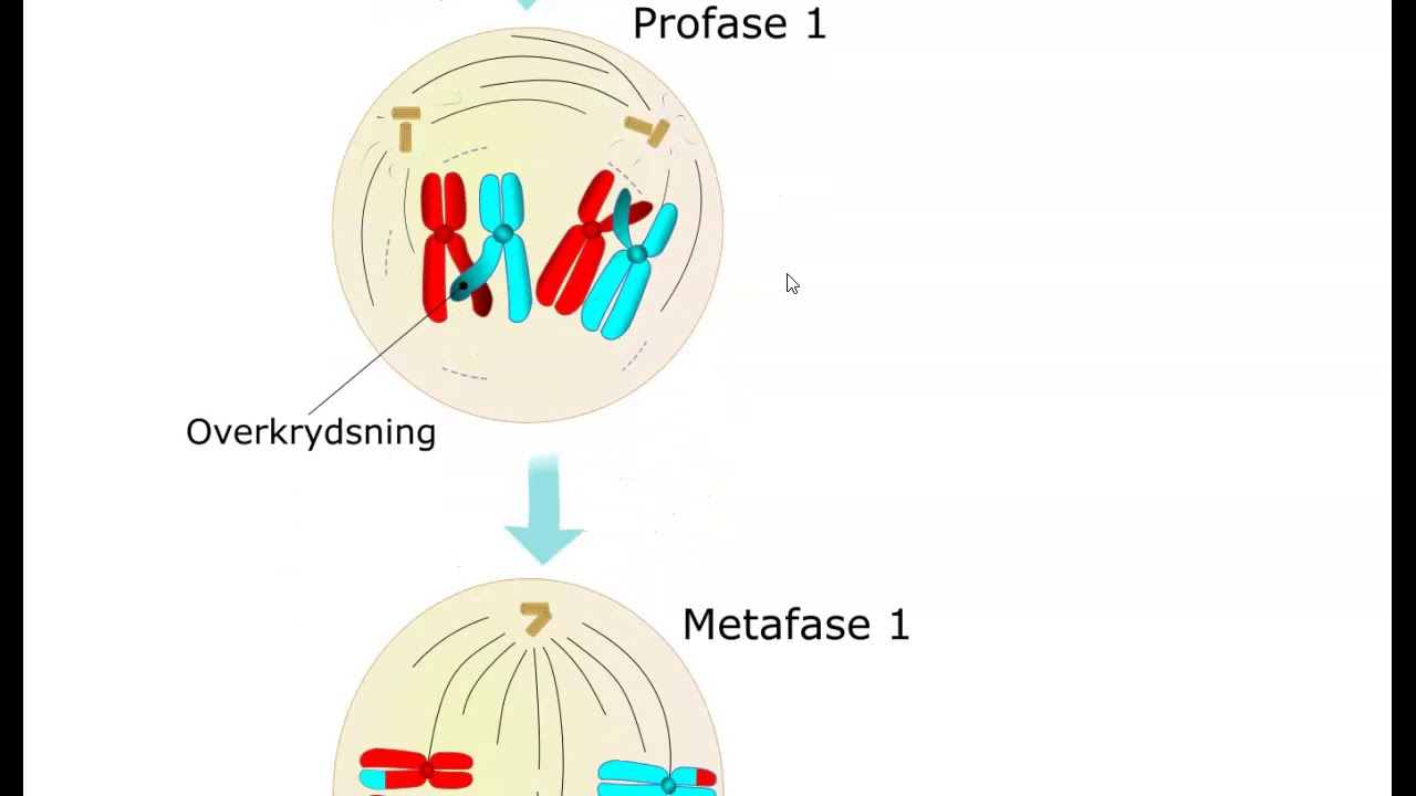 Meiosen Kønscelledelingen Youtube