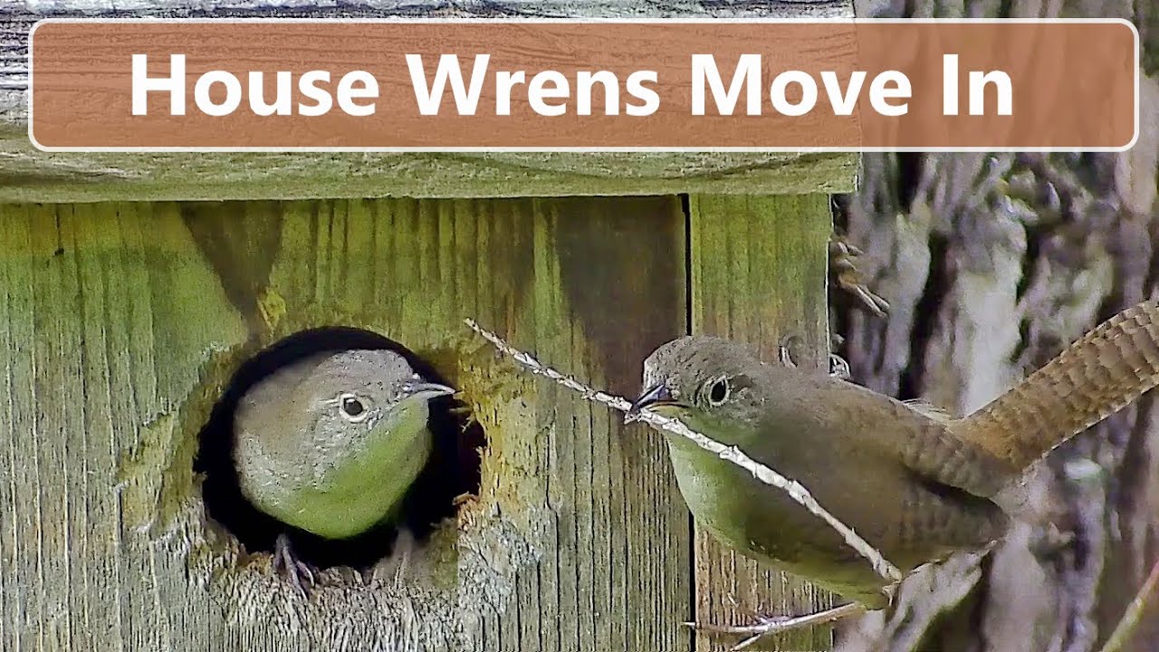 House Wren Nesting Timeline At Madeleine Frayne Blog