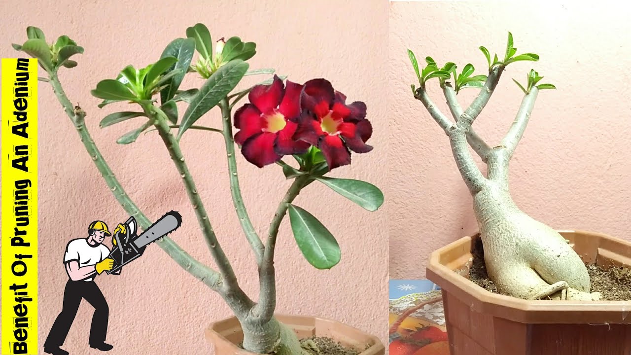 Effect Of Pruning An Adenium Plant Can I Prune My Desert Rose