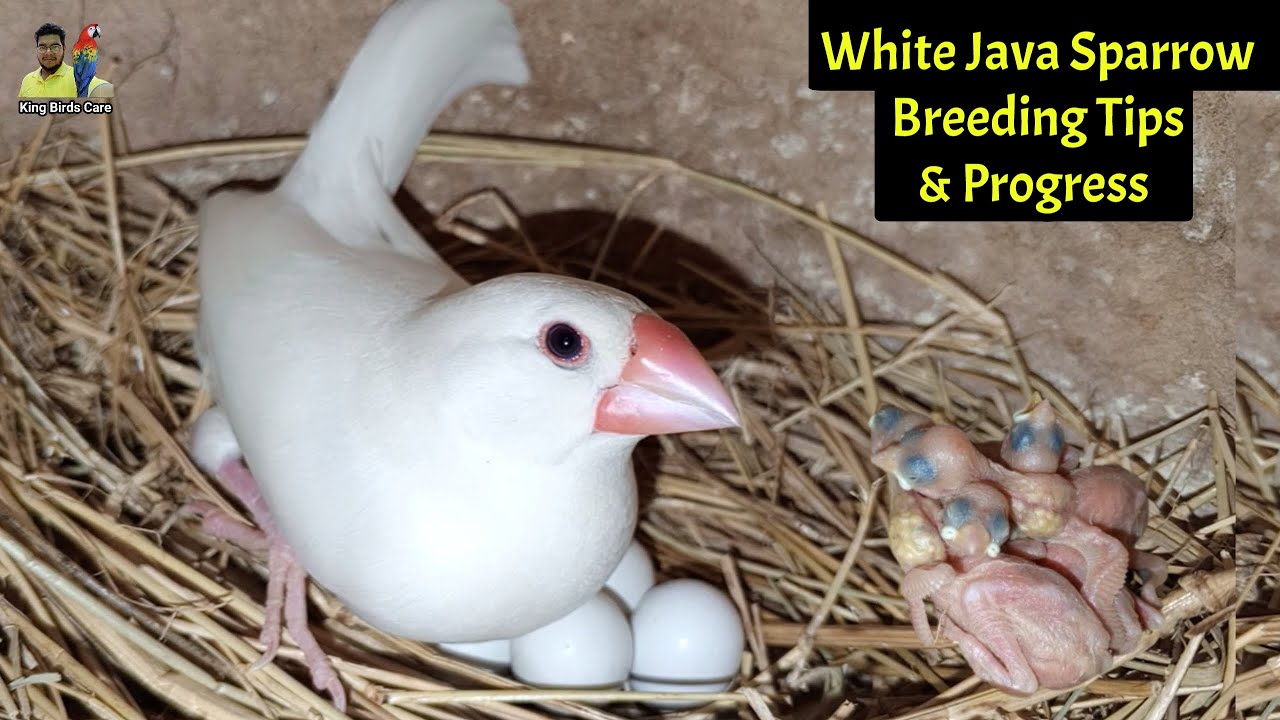 White Java Sparrow Breeding Tips Progress Java Sparrow Java Bird