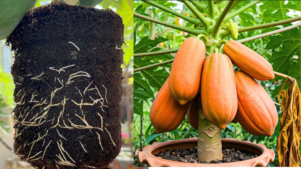 How To Grow Down Super Dwarf Papaya Trees In Pots Youtube
