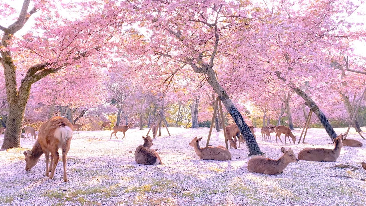 奈良公園の鹿と桜 Deer And Cherry Blossoms In Nara Park Youtube