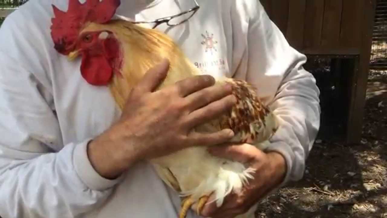 Introducing A New Rooster Into The Flock Youtube