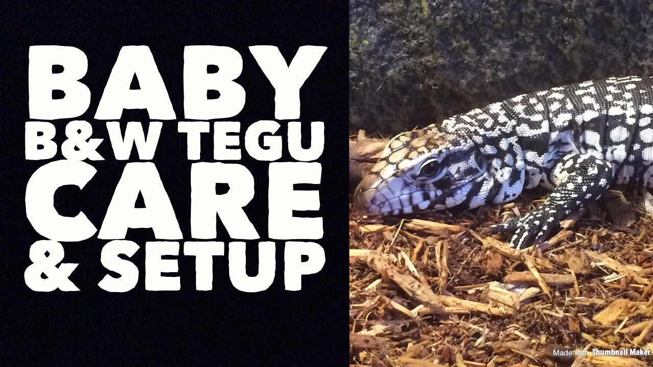 Baby Argentine Tegu Species Care Setup Youtube