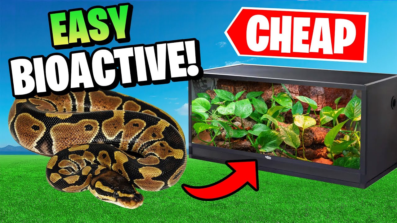 Bioactive Ball Python Setup On A Budget Youtube