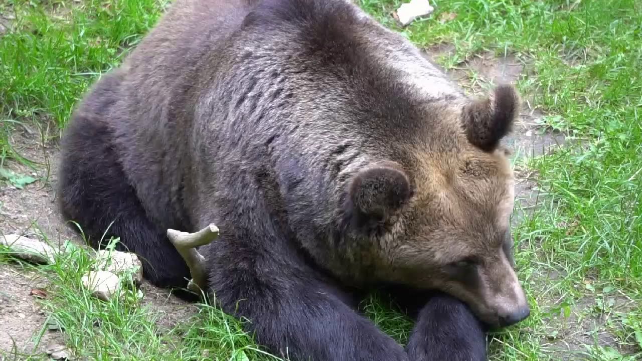 Animal Planet Wild Amazon Documentary