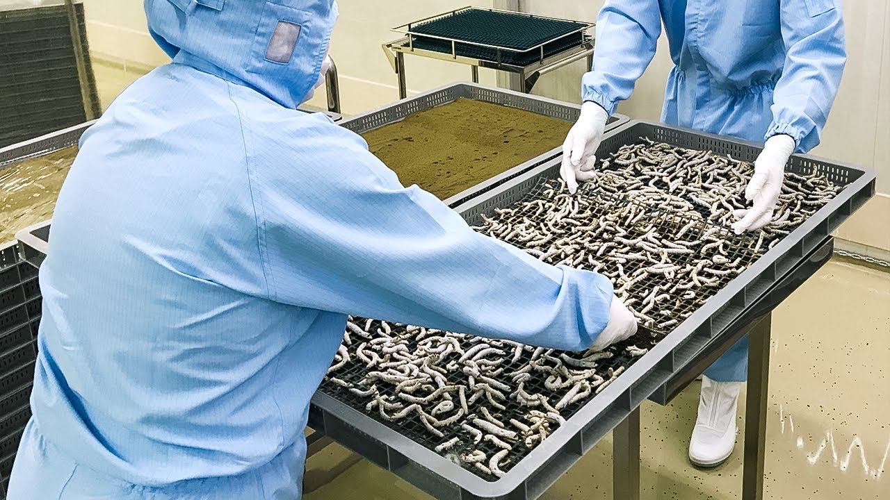 Farming Silkworms At Clarence Swingle Blog