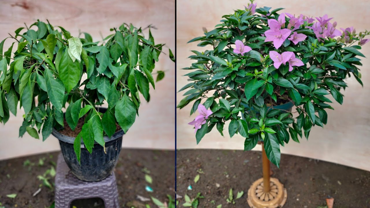 Cara Membungakan Bougenville Youtube