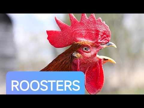 Roosters Youtube