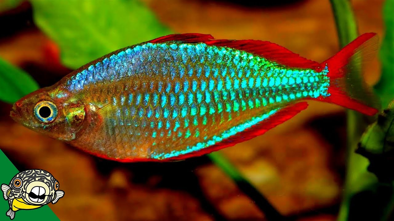 The Best Rainbow Fish Aquariums Youtube