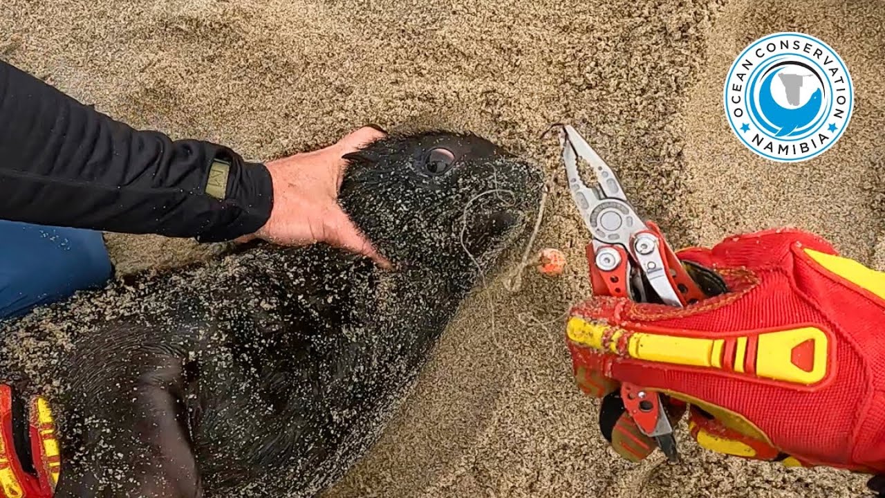 Fishing Hook Stuck In Seal S Flipper Youtube