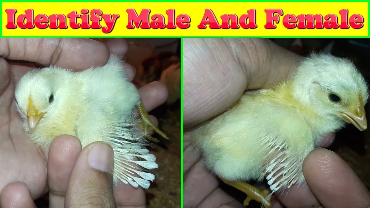 Difference Between A Male And Female Chick At Kenneth Bromley Blog