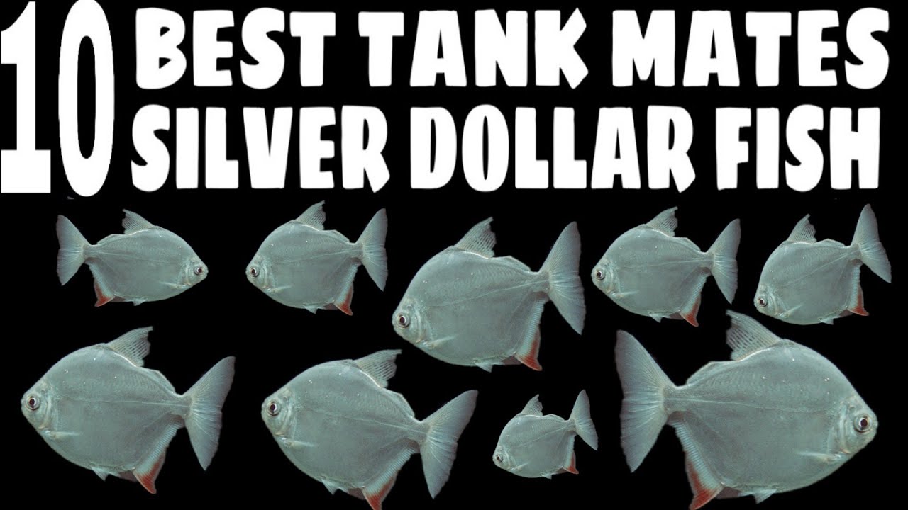 Silver Dollars Fish Tank Mates