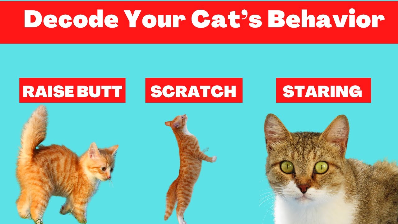 8 Strange Cat Behaviors Explained Decode Your Cat S Behavior Cat