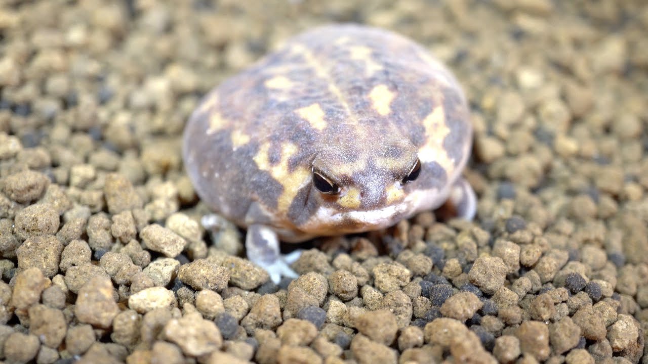 Rain Frog Wants To Snuggle Up With Everyoneрџ Youtube