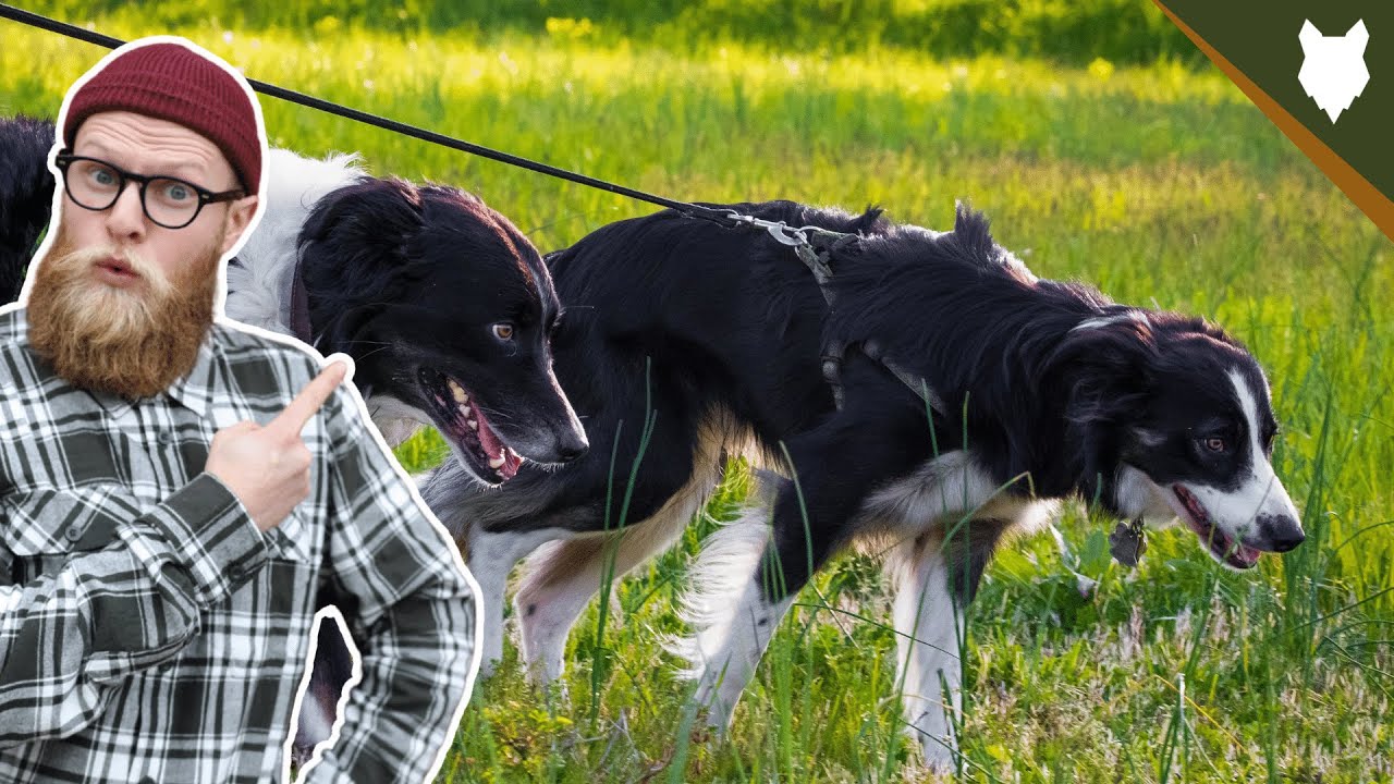 How To Stop Your Border Collie Pulling On Walks Youtube