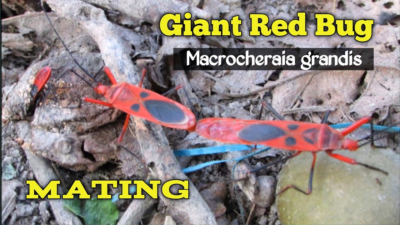 Giant Red Bug Mating Macrocheraia Grandis Youtube