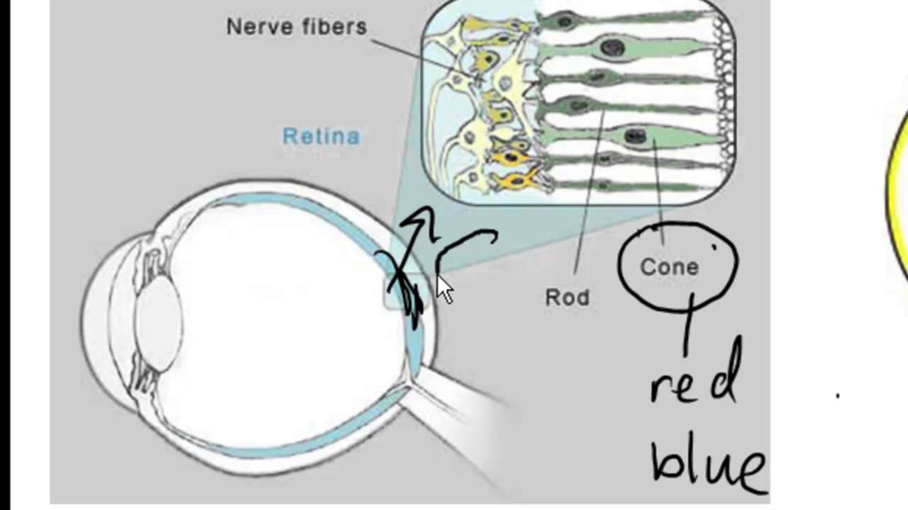 Eye Physiology Youtube
