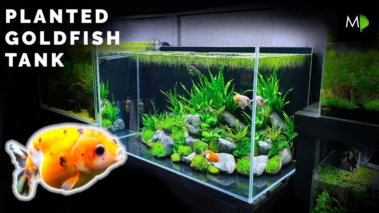 Fancy Goldfish Tank Setup