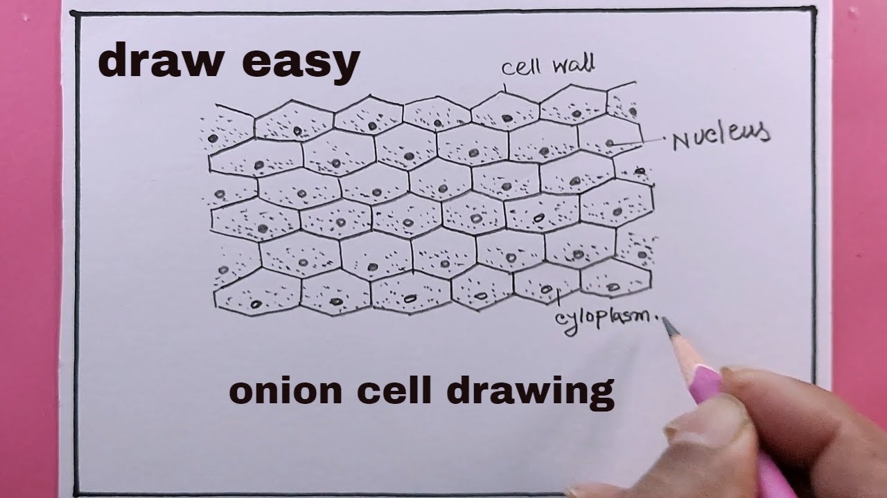 How To Draw Onion Cell Easy Way Youtube