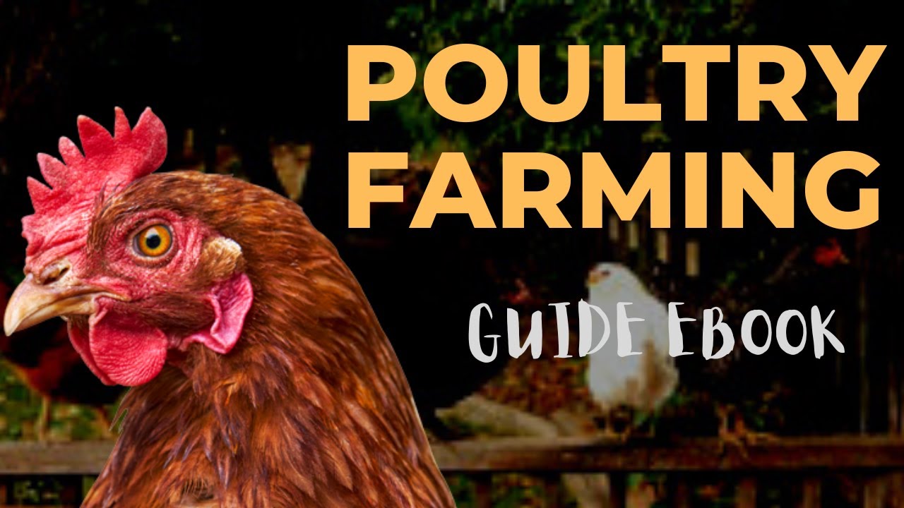 Poultry Farming Pdf Environment Control Poultry Farm In Ajmer