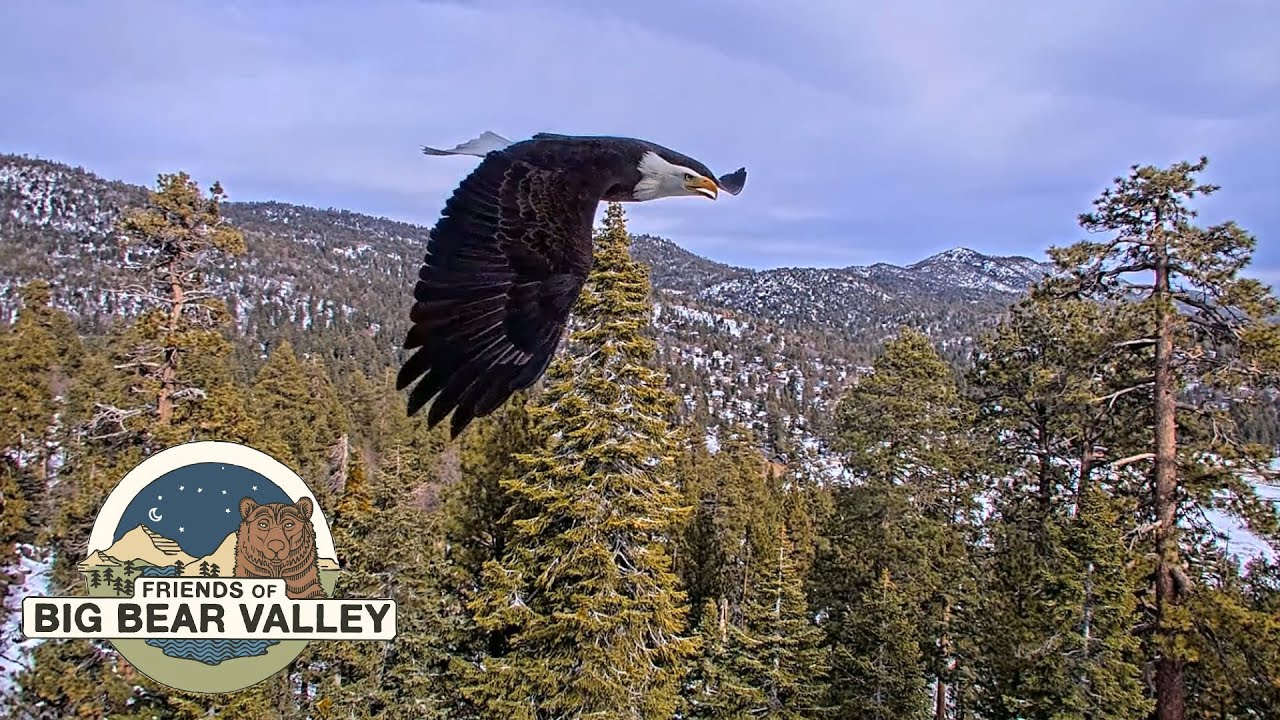 Eagle View Camera At Andres Lowe Blog