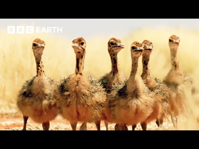 Bbc Earth Ostrich Chicks Get First English Esl Video Lessons
