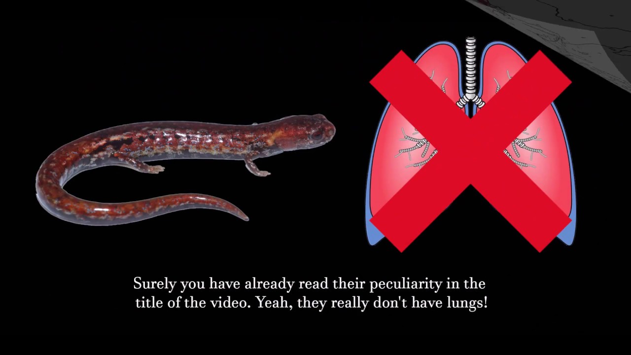 Plethodontidae Salamanders Without Lungs Youtube