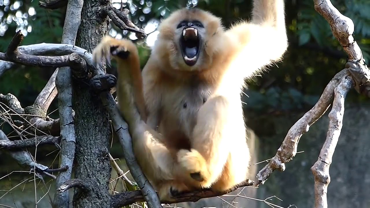 The Gibbon Sing Song Youtube