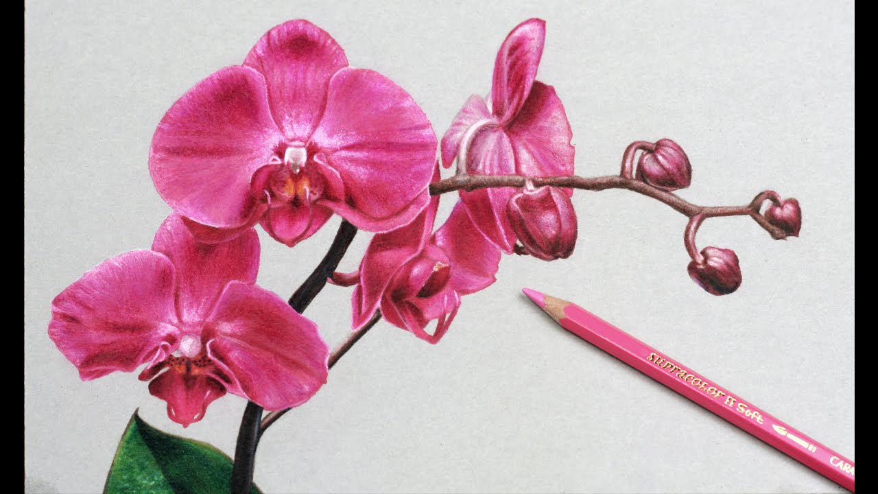 How I Draw Flowers Orchids Drawing Youtube