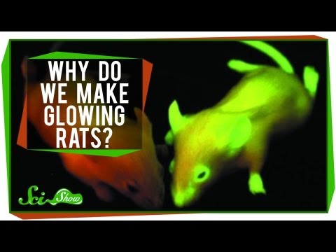 GloFish and GM Animals - Supporting Research | Julia Cowell's UCA ...