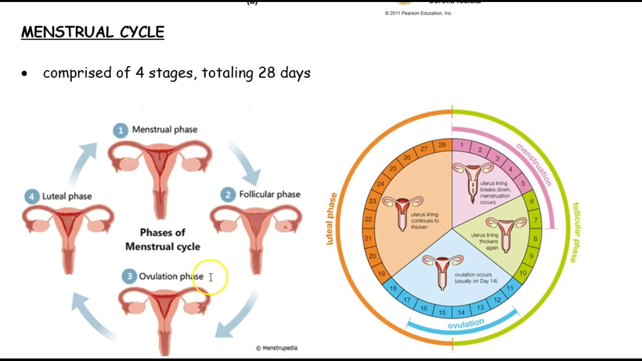 Female Reproductive System Menstrual Cycle Hormones And