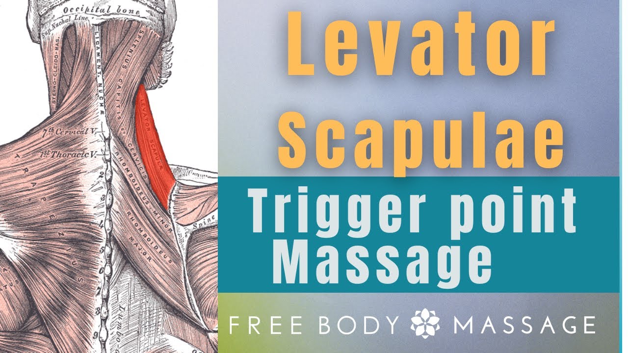 Levator Scapulae Trigger Point Release And Stretch 52 Off