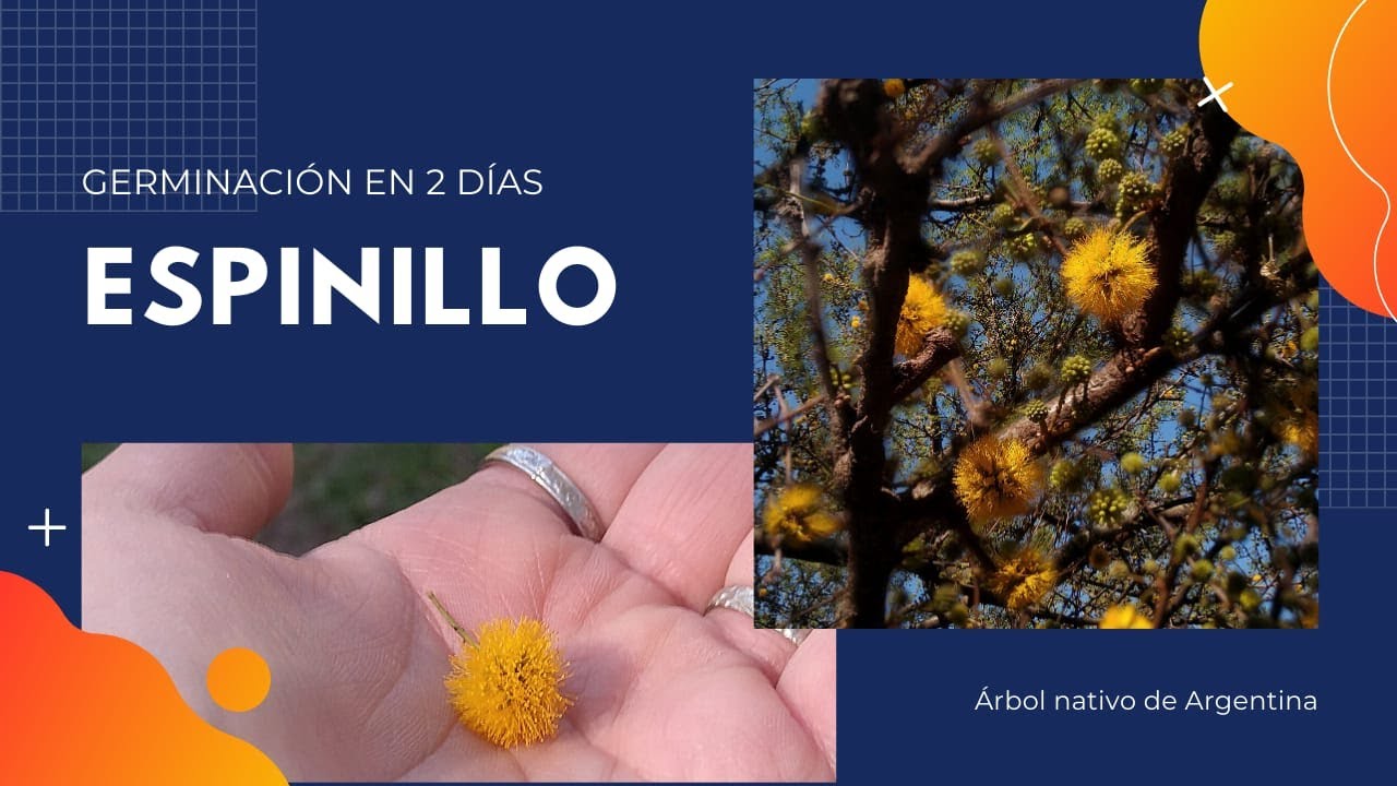 Como Germinar Espinillo En 2 Días Arboles Nativos De Arg Youtube