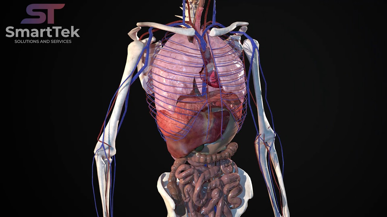 Full 3d Human Body Anatomy Youtube