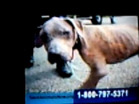 Animal Abuse Commercial Youtube
