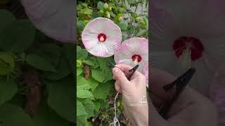 Live Like A Tree 1 Get Energy From Root Distribute To Branches Bloom ...