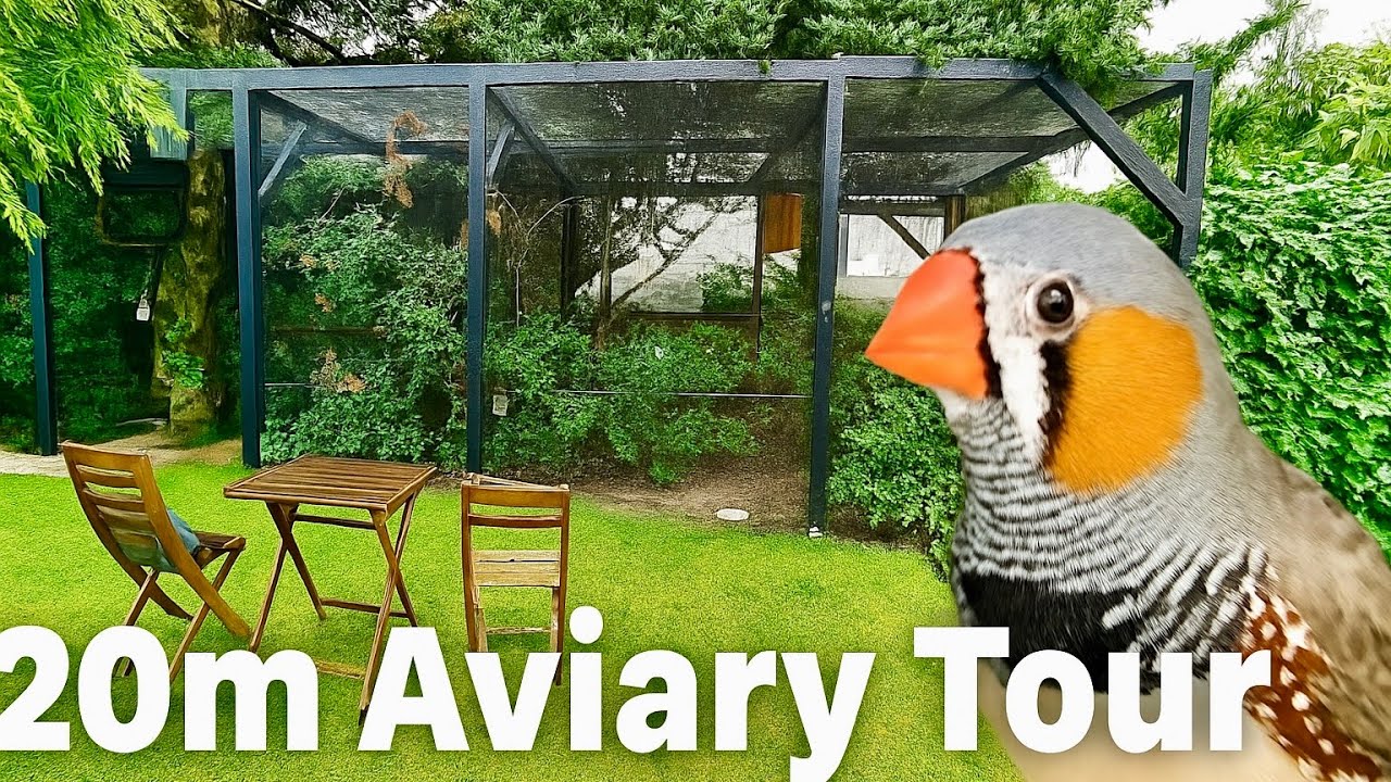 Stunning Aviary Tour Amazing Outdoor Bird Aviary With 100 Finches And