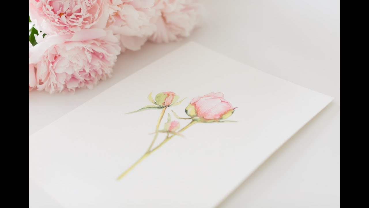 Watercolor Peony Painting Youtube