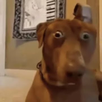 Meme Perro Sorprendido Youtube