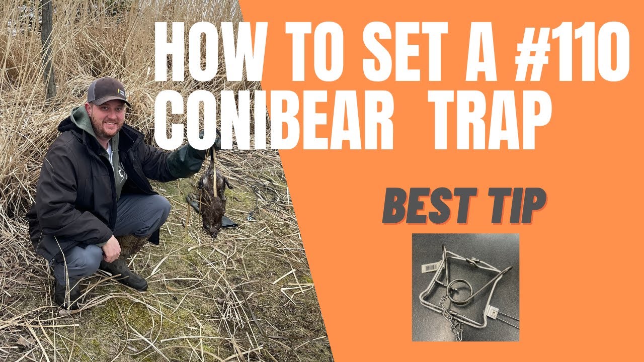 How A Conibear Trap Works At Kevin Christensen Blog