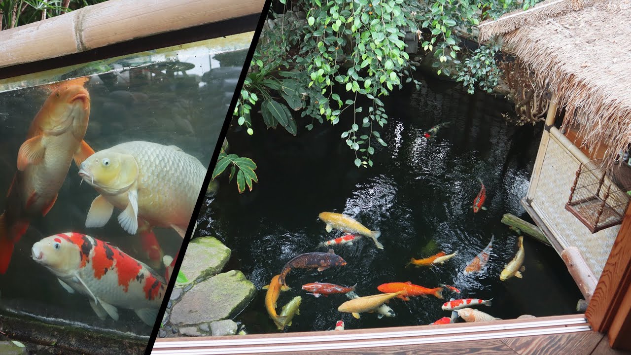 Most Beautiful Koi Ponds