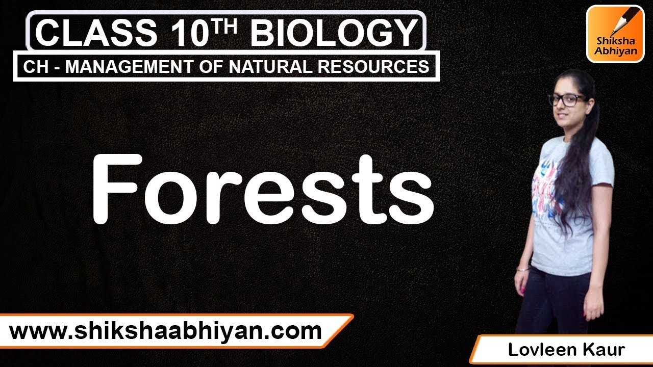 Forests Youtube