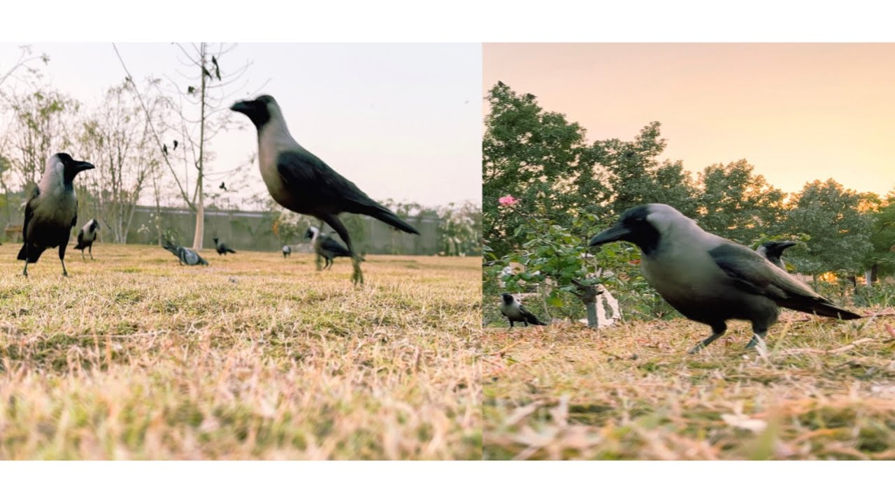 Why Crows Are Nature S Smartest Birds Youtube