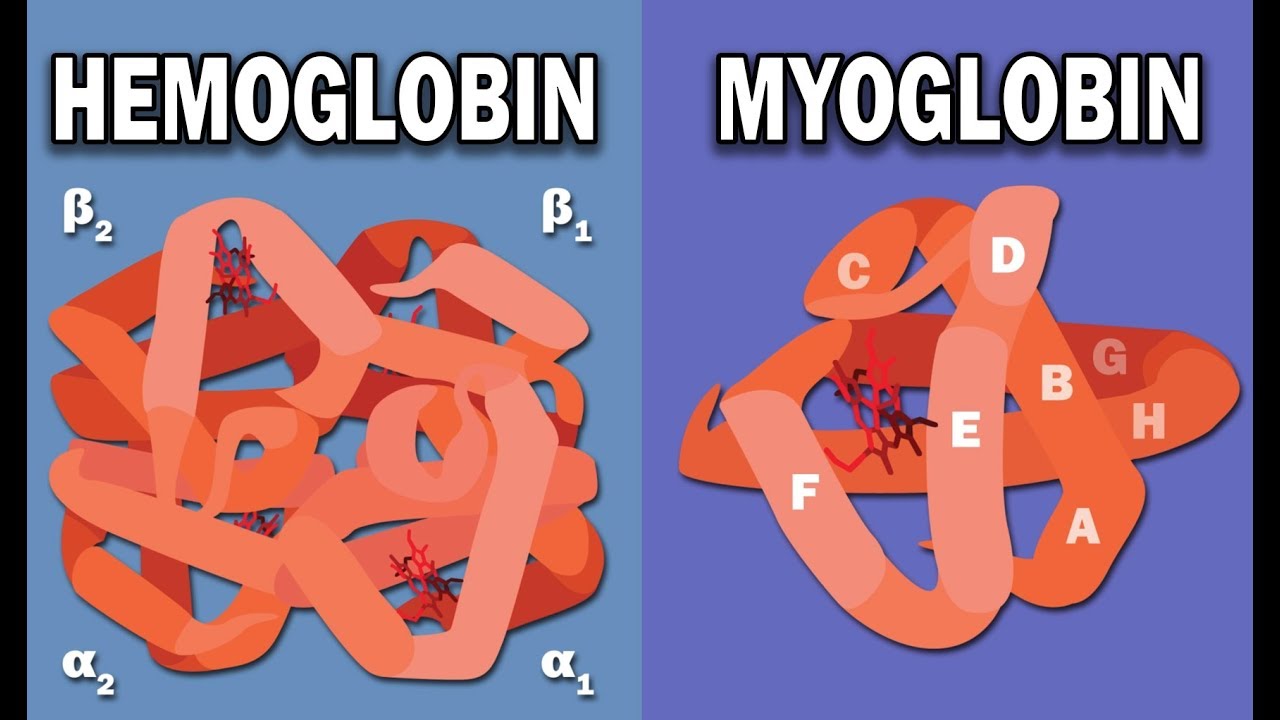Hemoglobin And Myoglobin Biochemistry Youtube