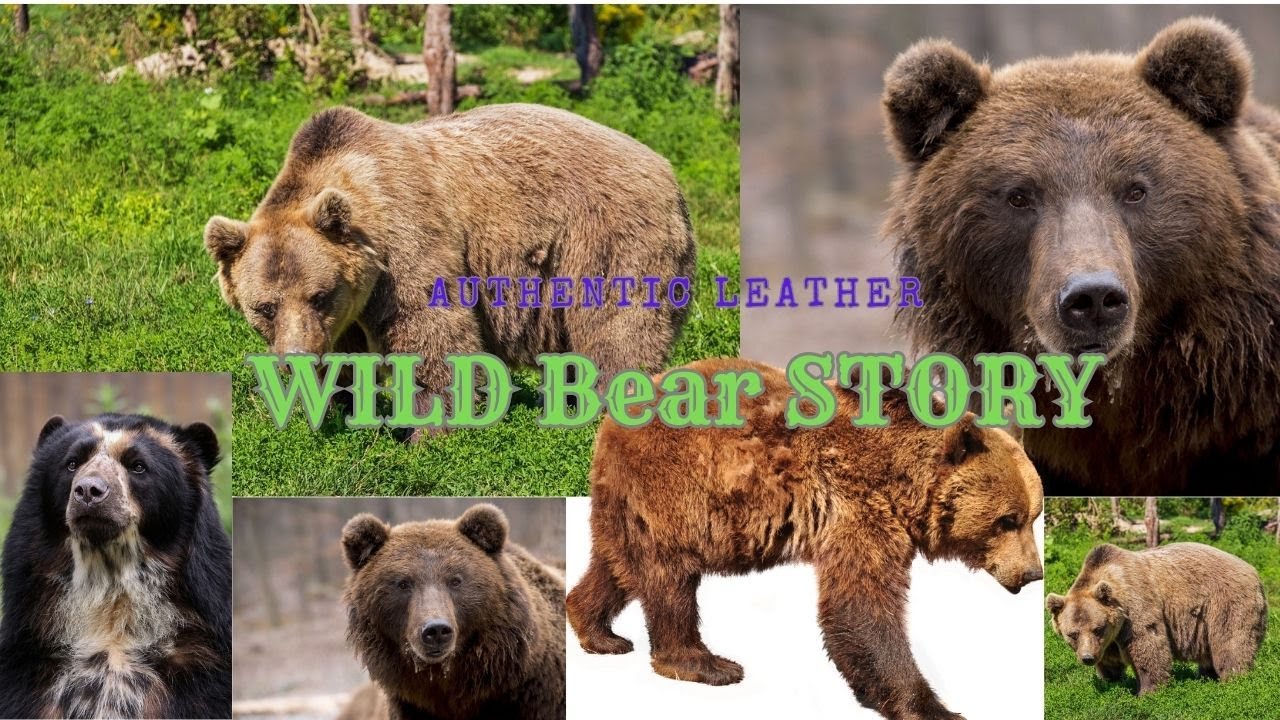 Bears 101 Nat Geo Wild Youtube
