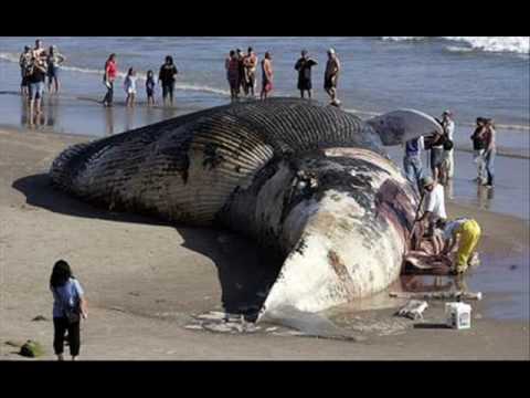 Worlds Biggest Animals Ever Caught
